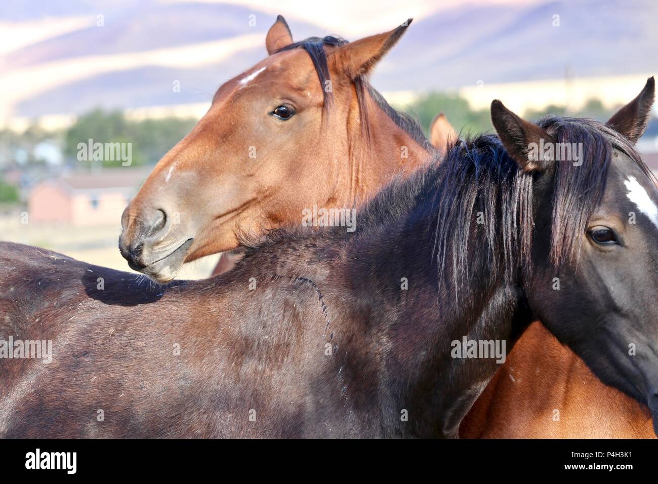 Wild horses of Nevada, American wild mustang horses in the high desert ...