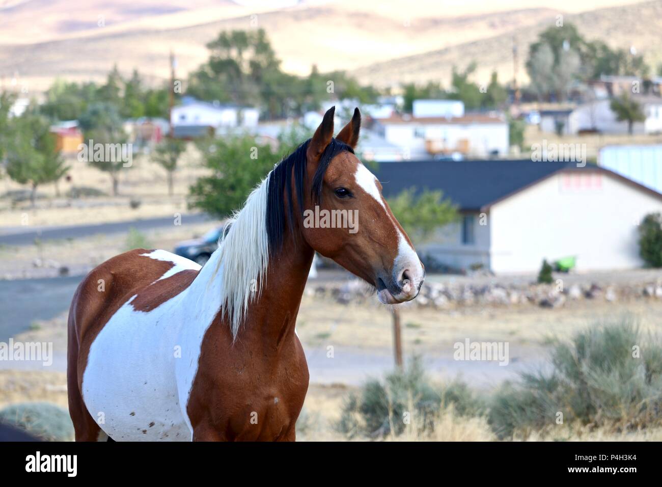 Wild Pinto Horses