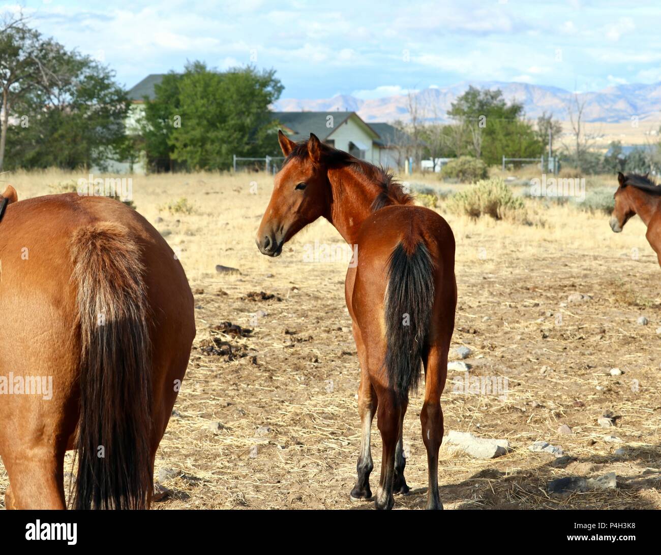 Wild horses of Nevada, American wild mustang horses in the high desert ...