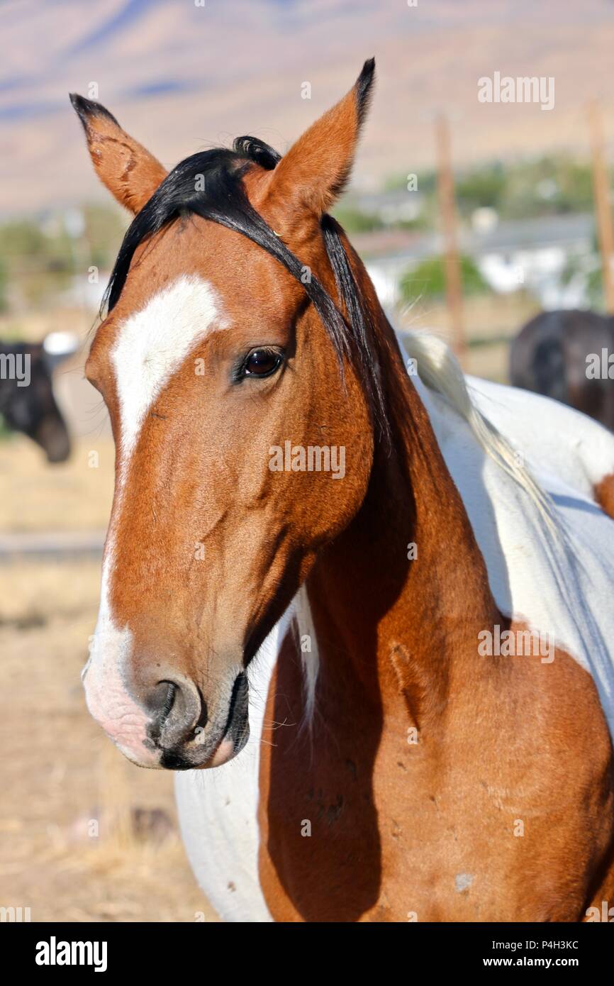 Wild horses of Nevada, American wild mustang horses in the high desert ...