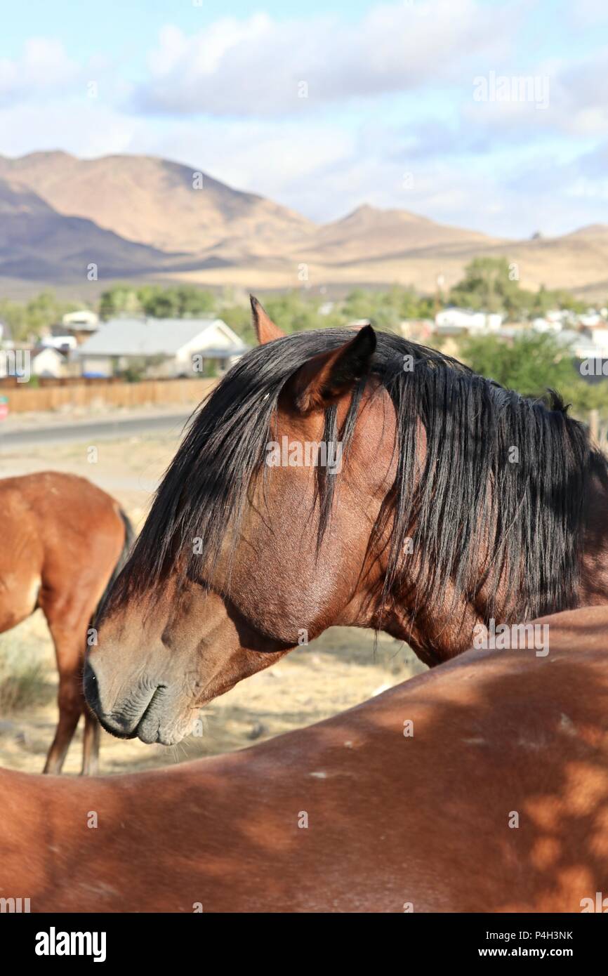 Wild horses of Nevada, American wild mustang horses in the high desert ...