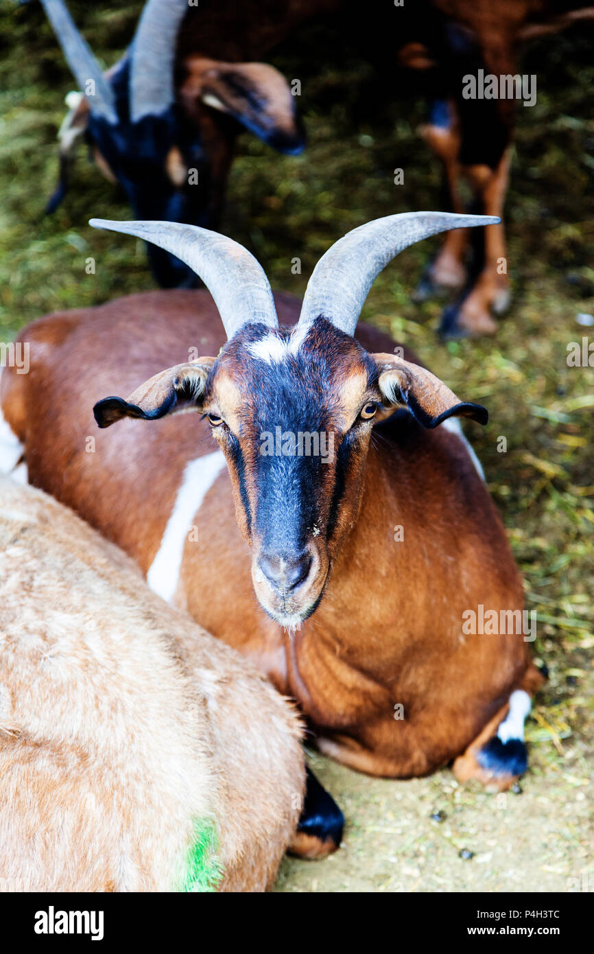 Horned goat hi-res stock photography and images - Alamy