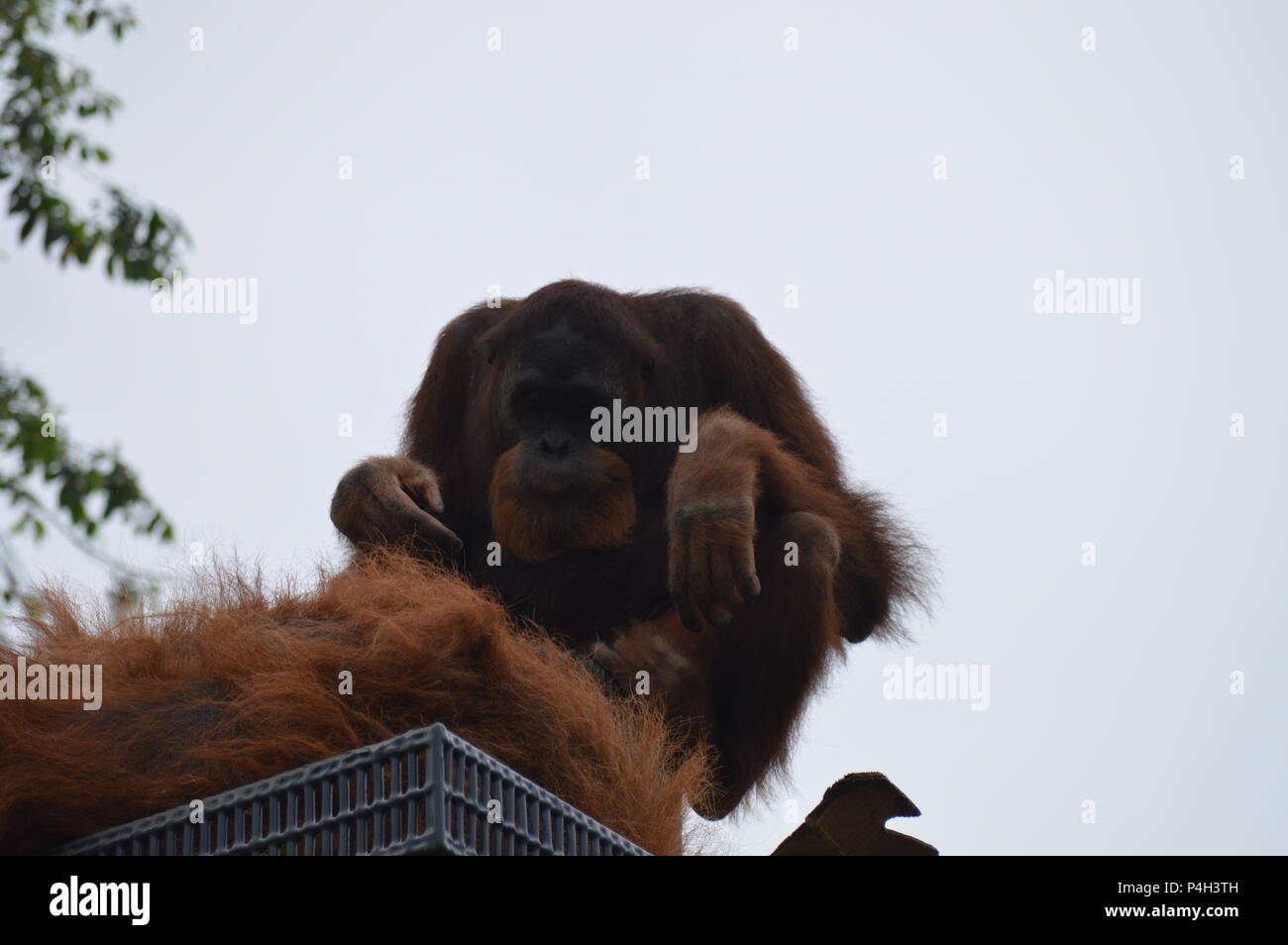 Orangutan face male hi-res stock photography and images - Alamy