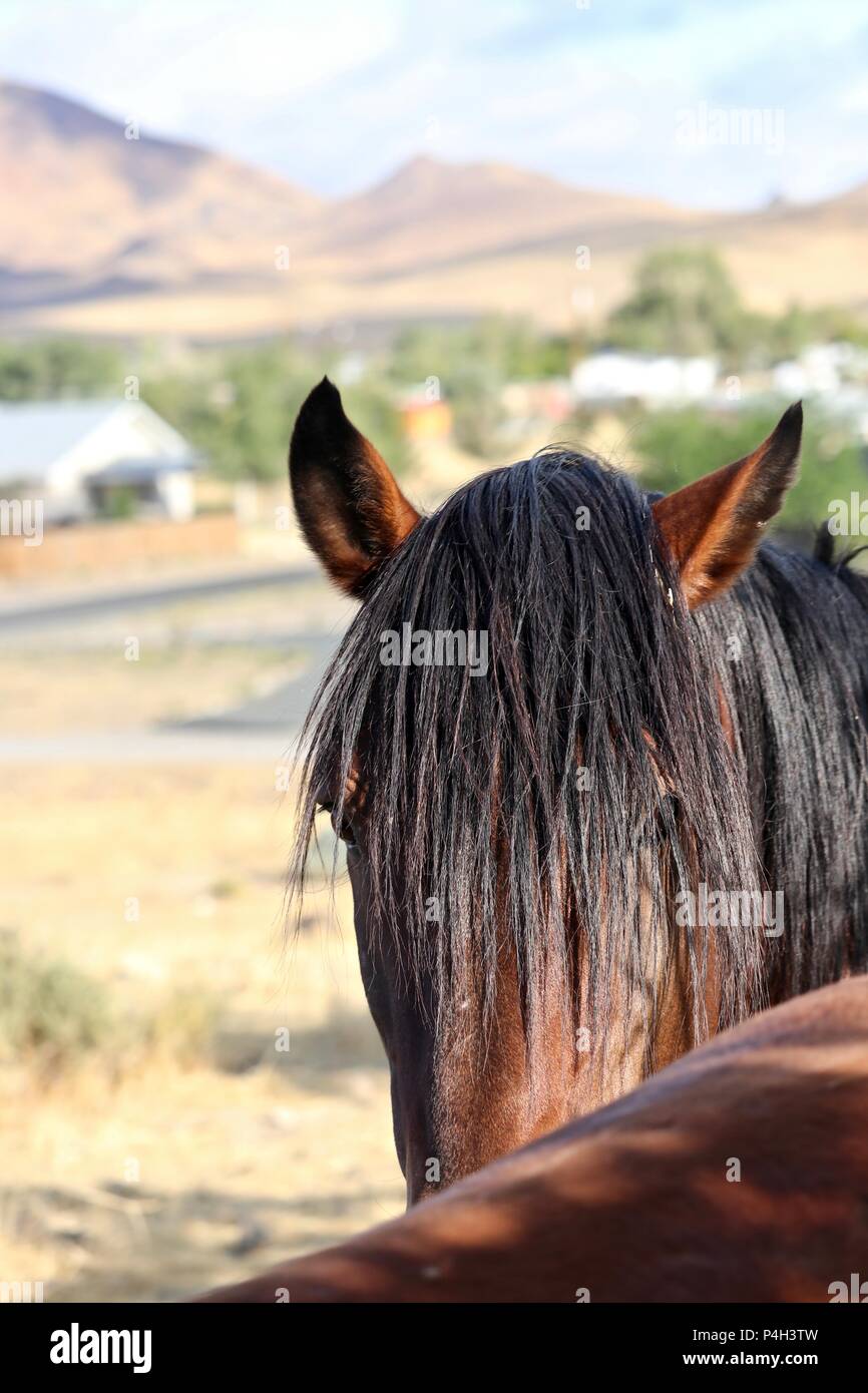 Wild horses of Nevada, American wild mustang horses in the high desert ...