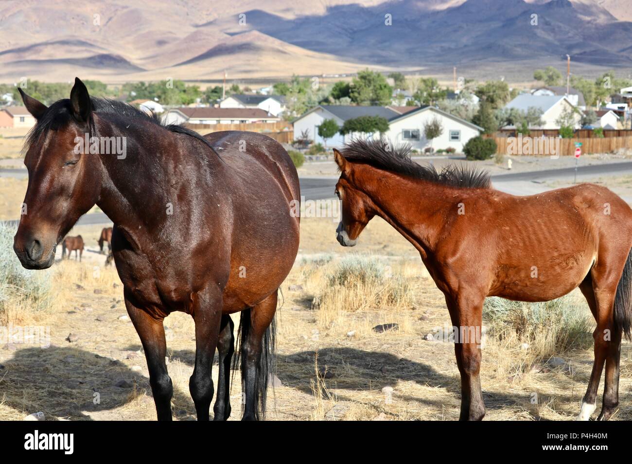 Wild horses of Nevada, American wild mustang horses in the high desert ...