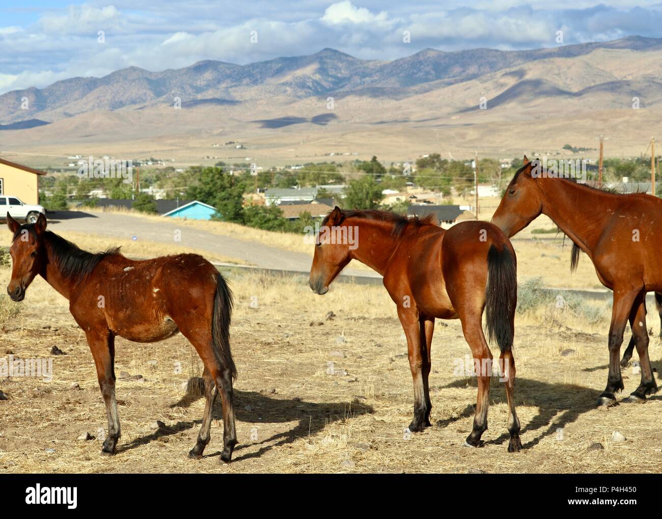 Wild horses of Nevada, Mustang colt American wildlife Stock Photo - Alamy