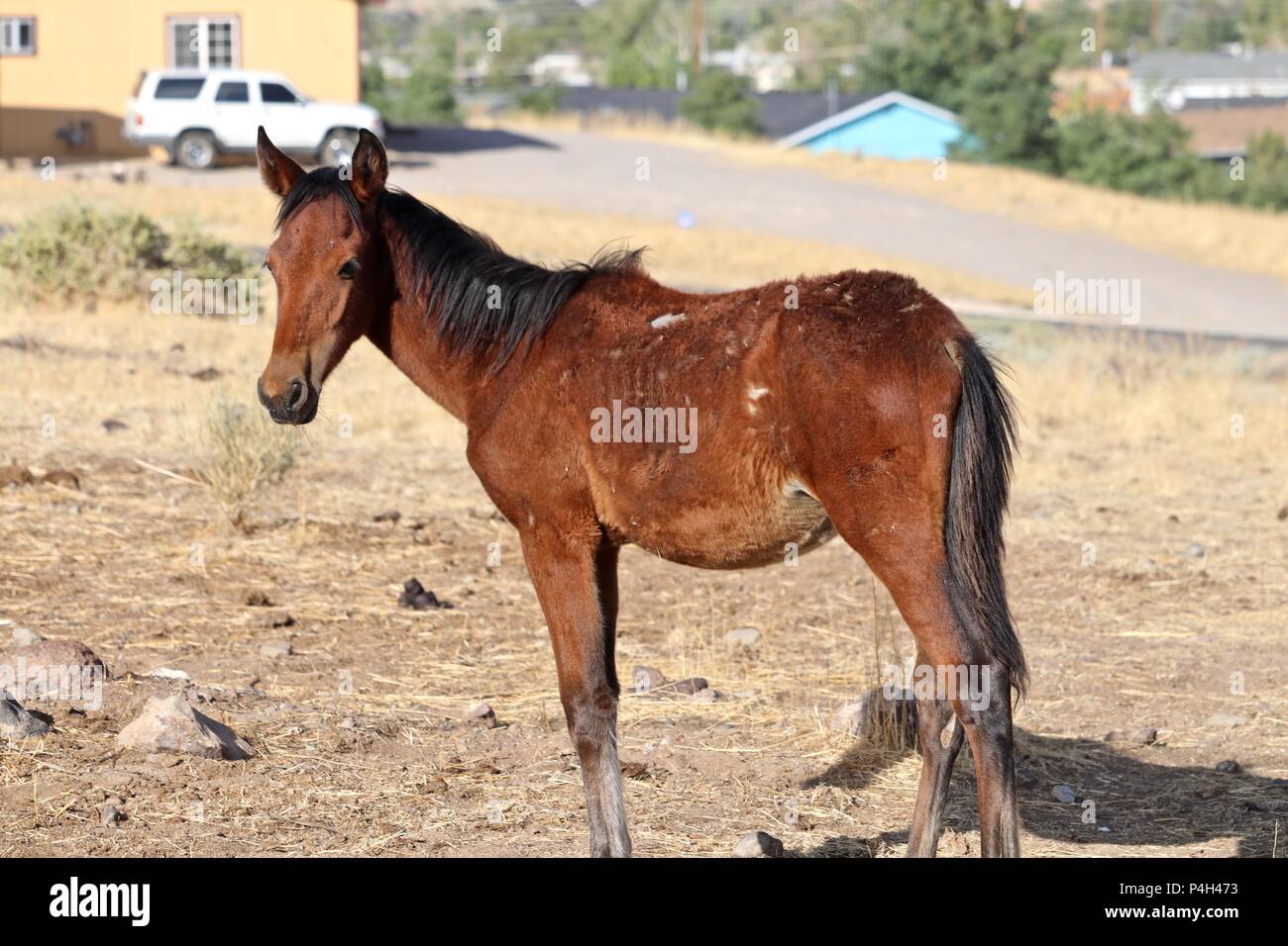 Wild horses of Nevada, Mustang colt American wildlife Stock Photo - Alamy