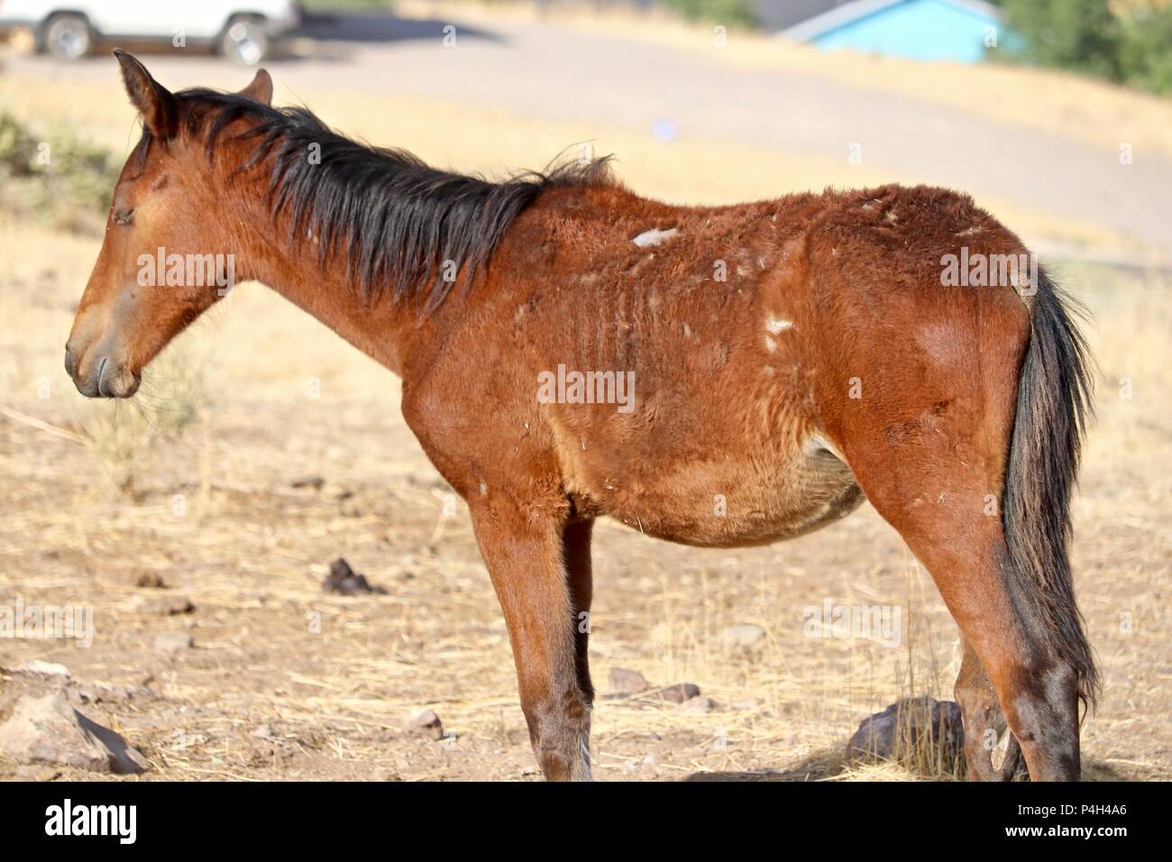 Wild horses of Nevada, Mustang colt American wildlife Stock Photo - Alamy