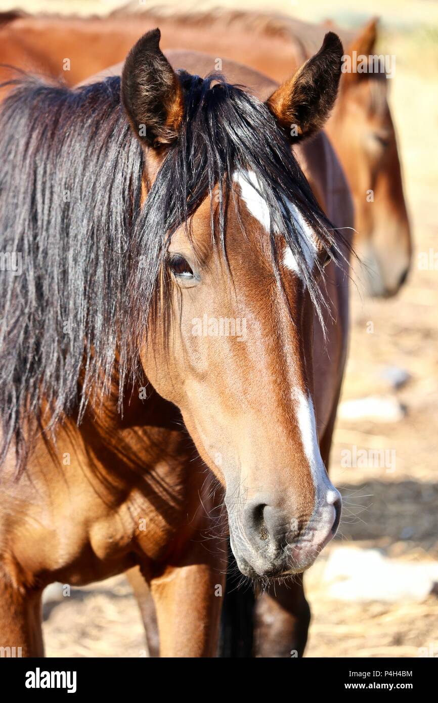 Wild horses of Nevada, American wild mustang horses in the high desert ...