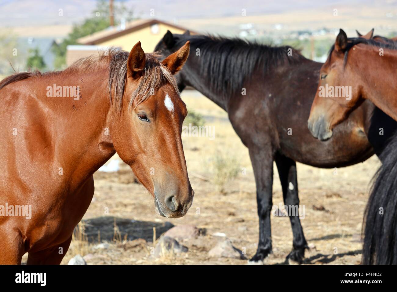 Wild horses of Nevada, American wild mustang horses in the high desert ...