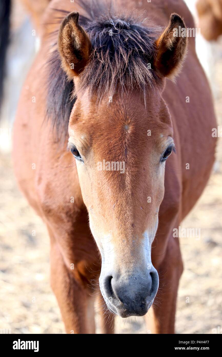 Wild horses of Nevada, American wild mustang horses in the high desert ...