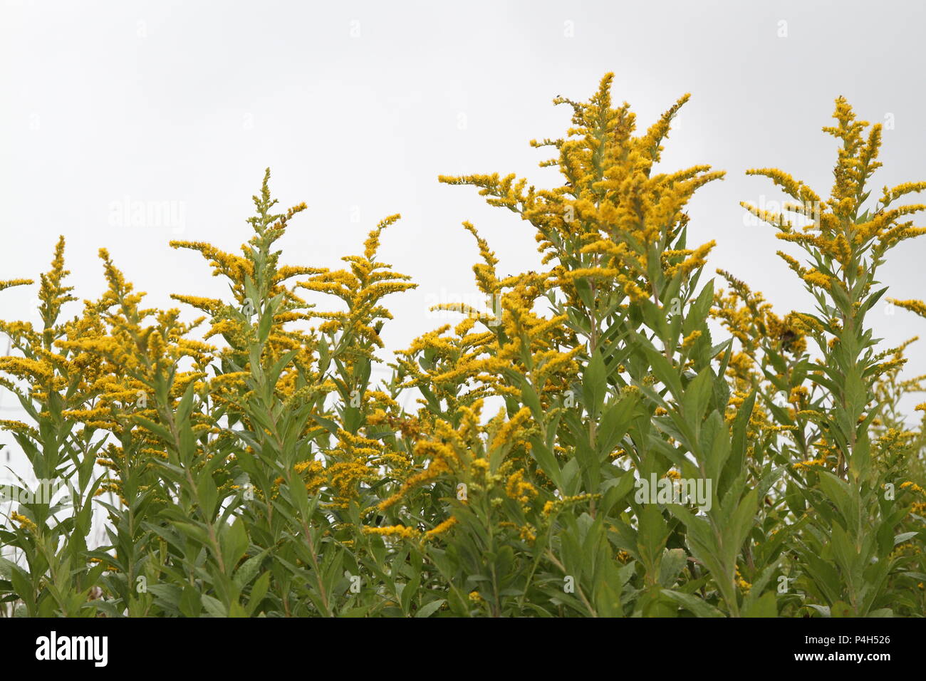 Goldenrod plants hi-res stock photography and images - Alamy