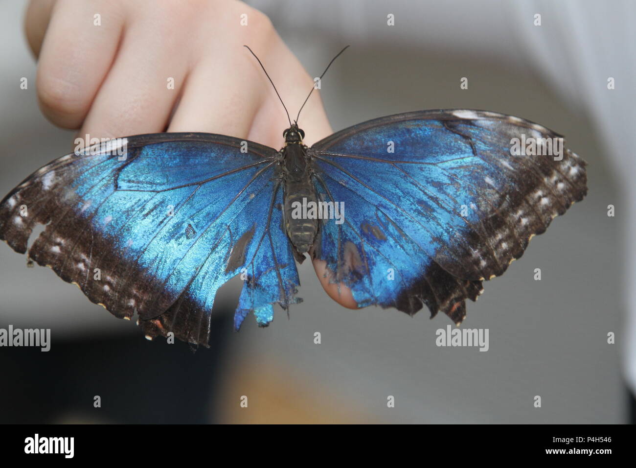 Hand blue butterfly hi-res stock photography and images - Alamy