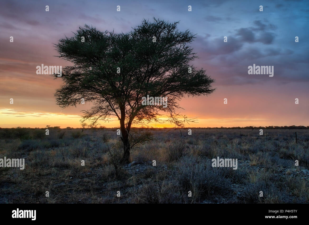 Lonely Tree in the Namib Desert taken in January 2018 Stock Photo - Alamy