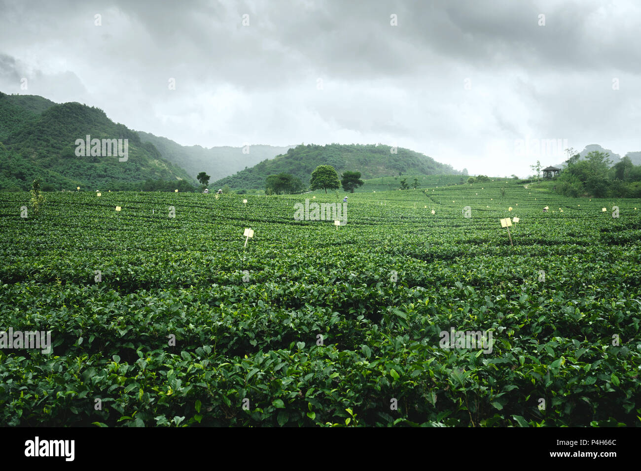 The red tea garden Stock Photo - Alamy