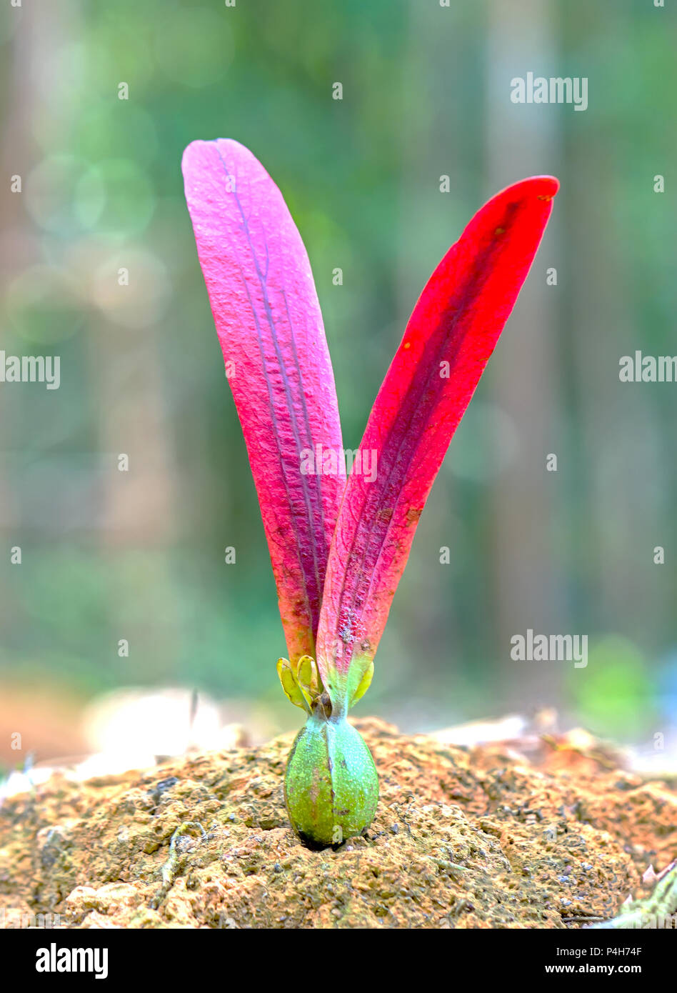 Dipterocarpus Alatus Flower seedling from the tree for natural ...