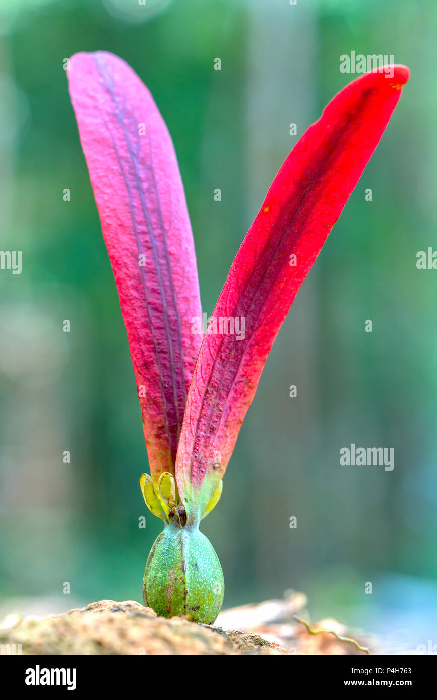 Dipterocarpus Alatus Flower seedling from the tree for natural ...