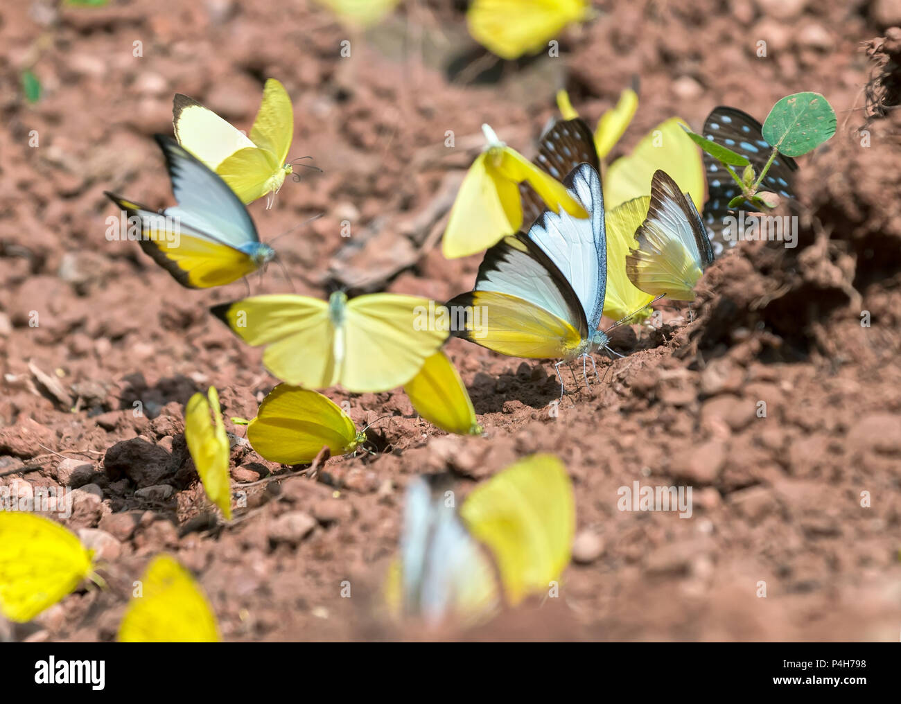 Group of colorful butterflies are below the ground to absorb water and ...