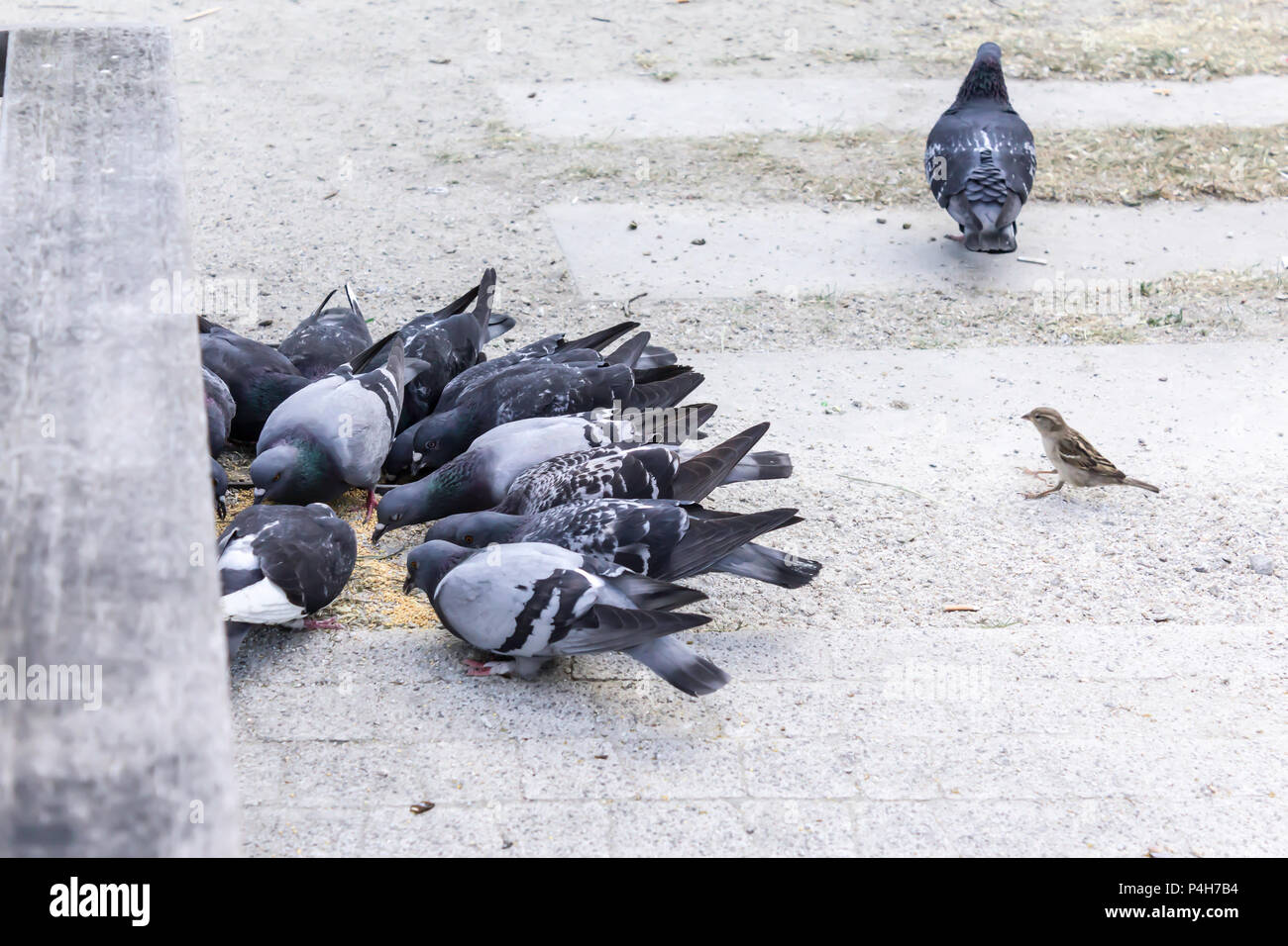 A few pigeons peck scattered grain, but one pigeon turned away. But ...