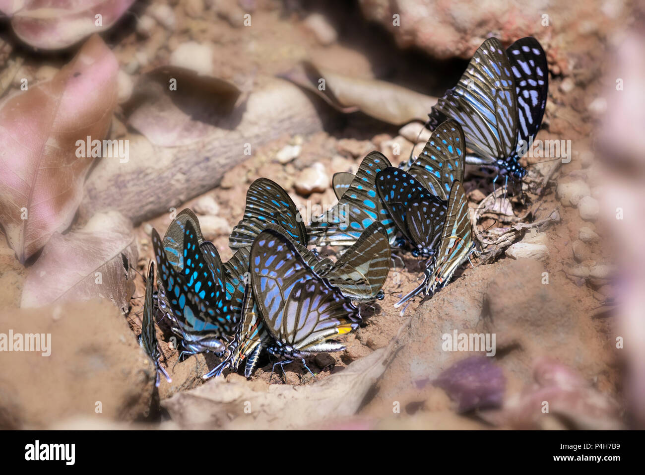 Group of colorful butterflies are below the ground to absorb water and ...