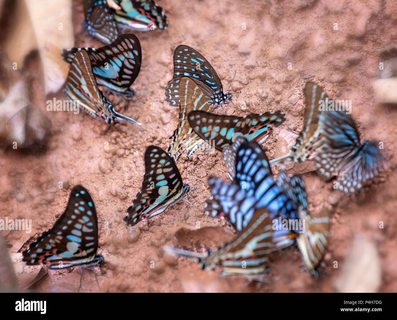 Collection of rainforest butterflies hi-res stock photography and ...