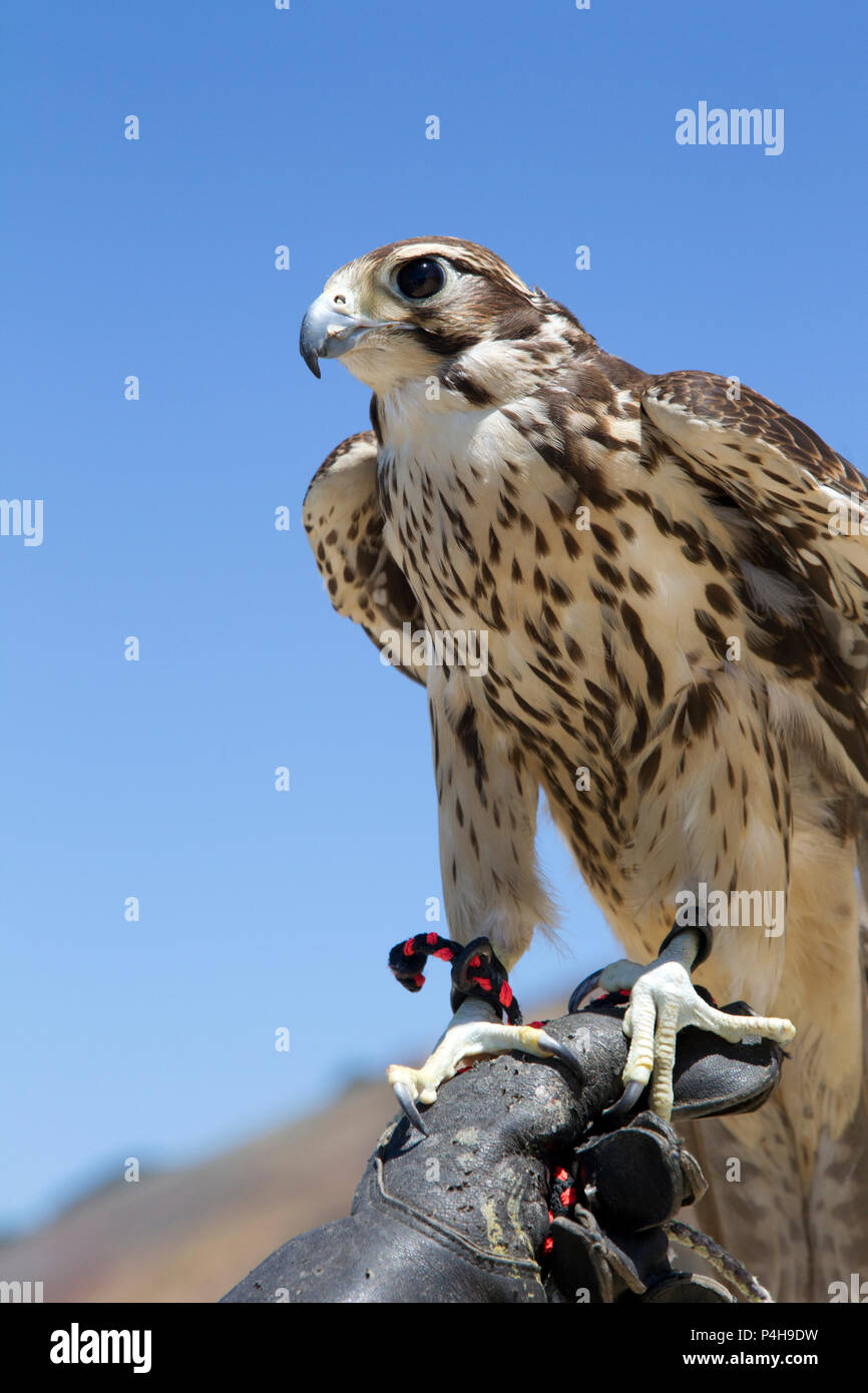 Prairie Falcon on Falconer's Hand Stock Photo - Alamy