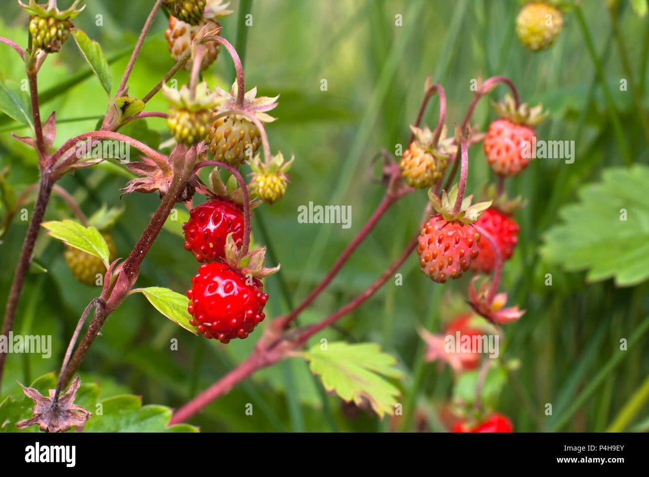 Red wild strawberry hi-res stock photography and images - Alamy