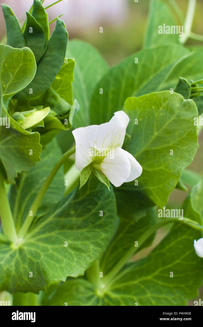 Pisum sativum garden pea flower hi-res stock photography and images - Alamy