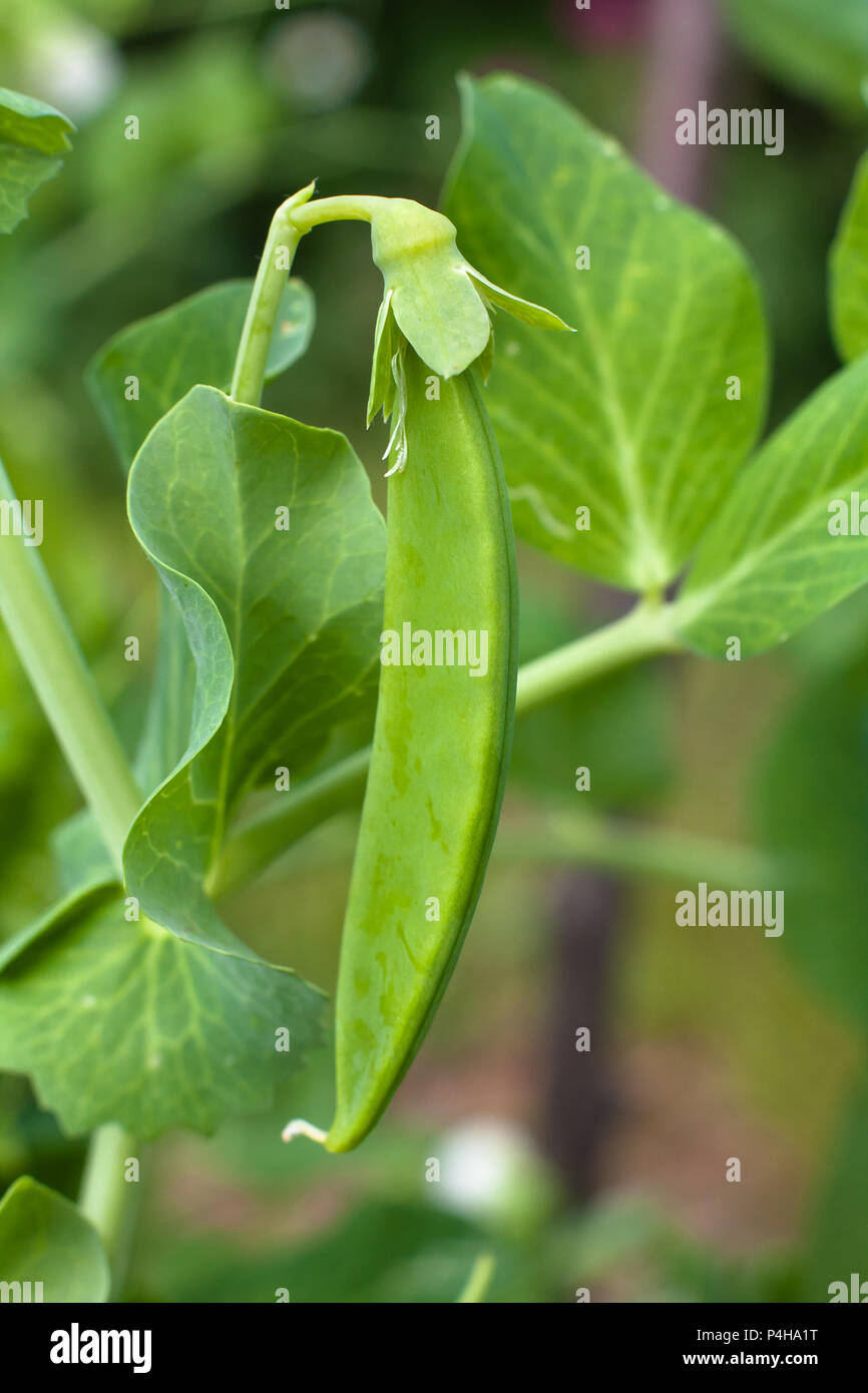 Garden Pea Plant Seed Pod Stock Photos & Garden Pea Plant Seed Pod ...
