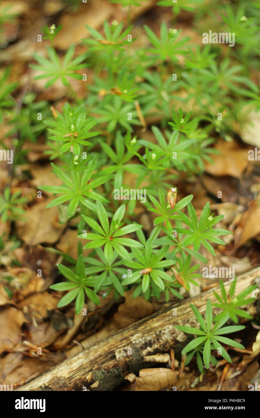 Sapling seed hi-res stock photography and images - Alamy