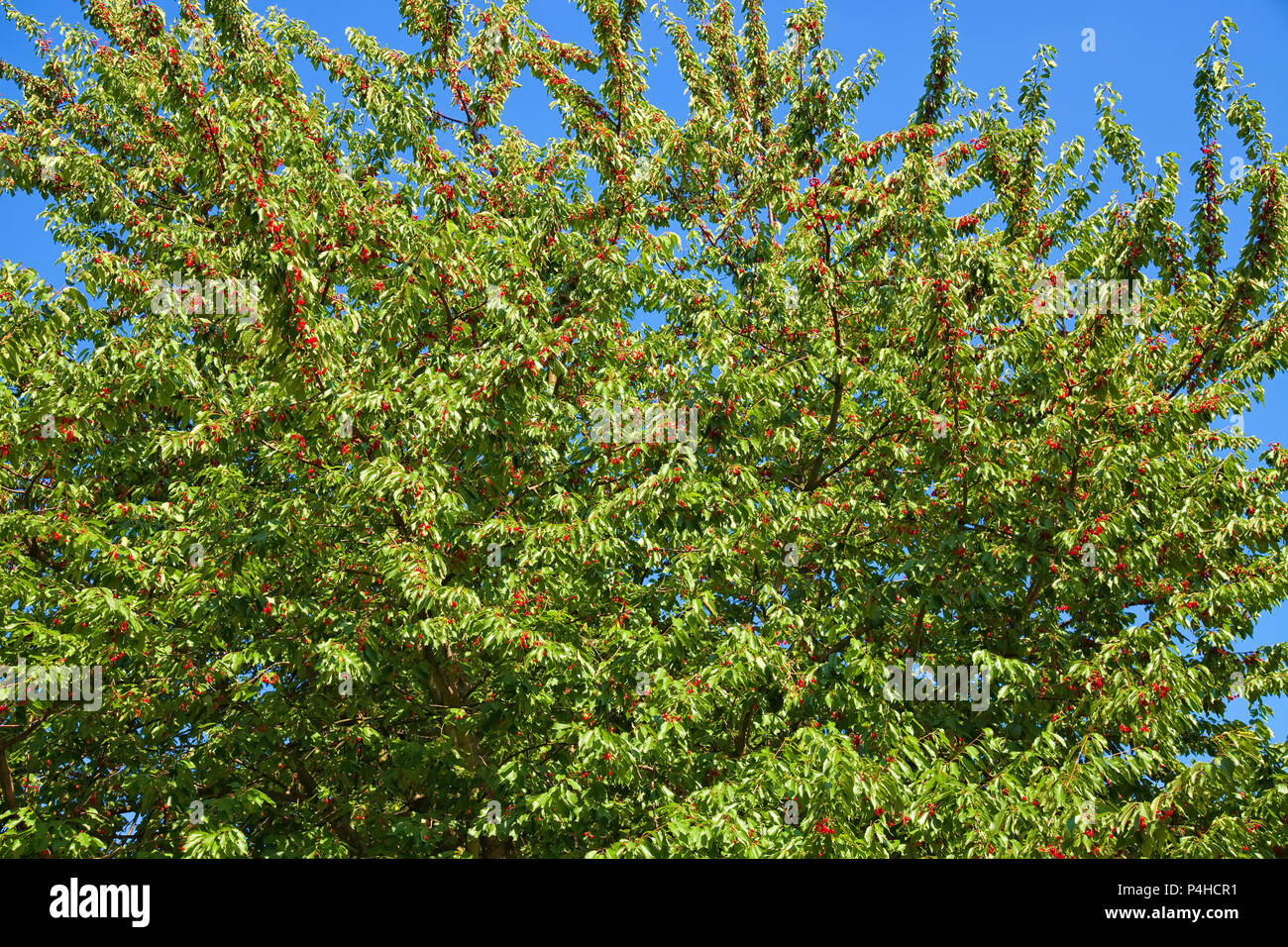 cherry tree with a lot of fruits Stock Photo - Alamy