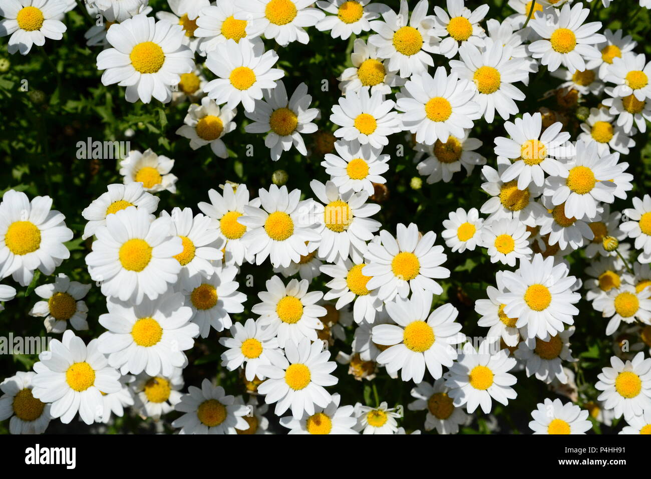 Japanese Daisies High Resolution Stock Photography and Images - Alamy