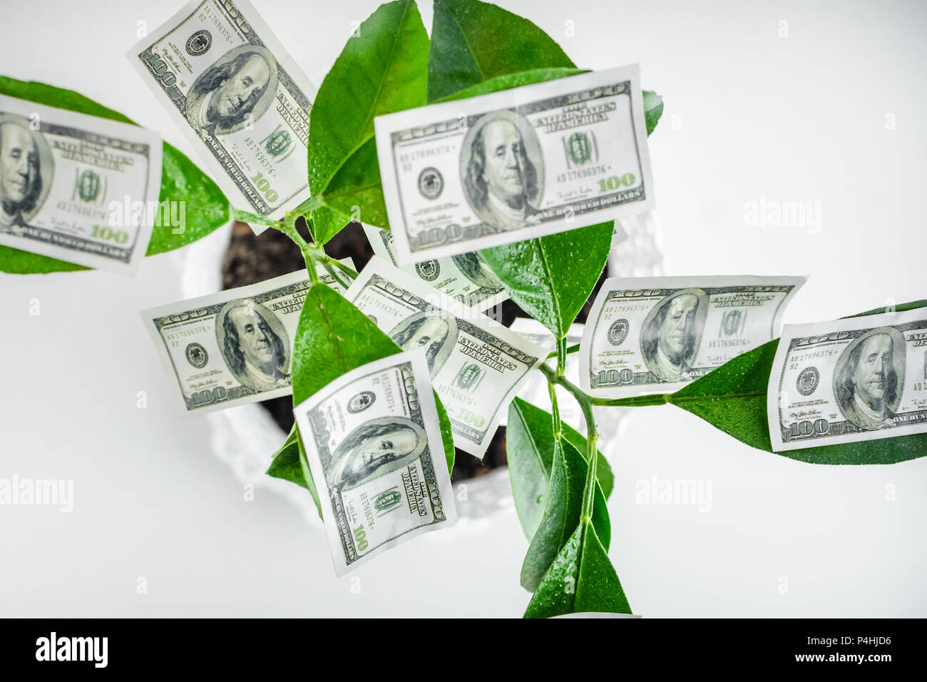 Dollars, money, growing on the branches of a green tree on white ...