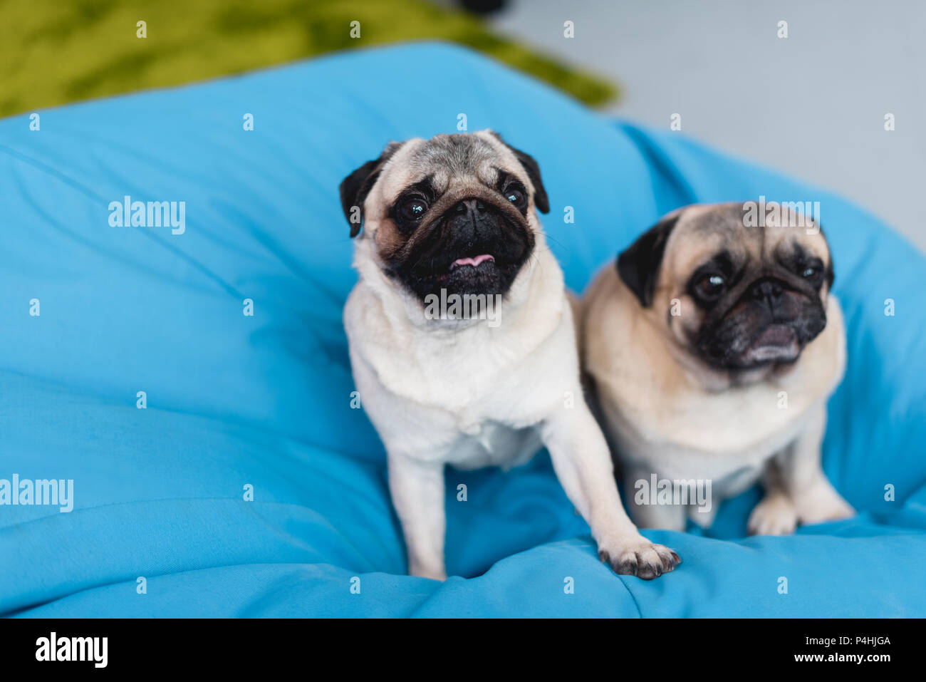 Cute pugs hi-res stock photography and images - Alamy