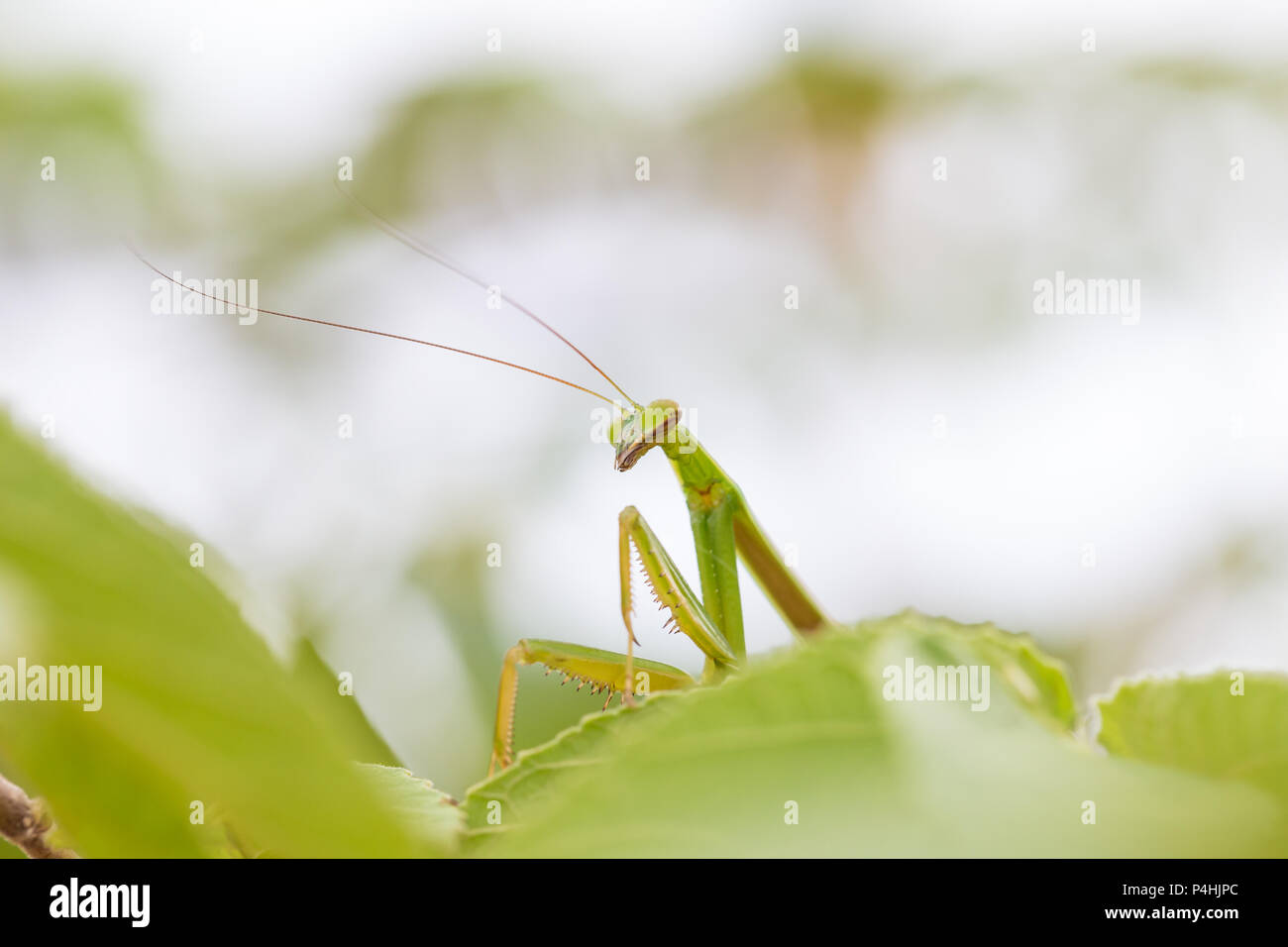 Mantodea is on a green leaf hi-res stock photography and images - Alamy