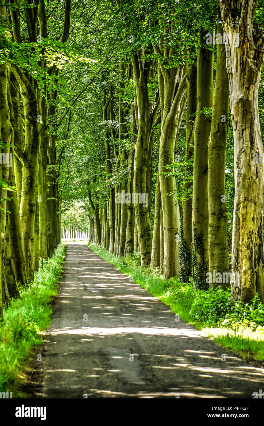 Tall narrow beech trees hi-res stock photography and images - Alamy