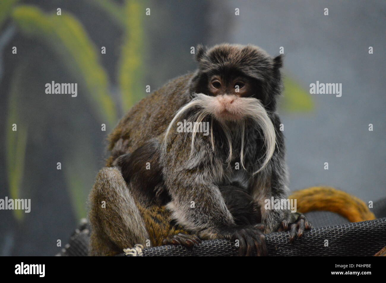 Red Handed Tamarin Baby