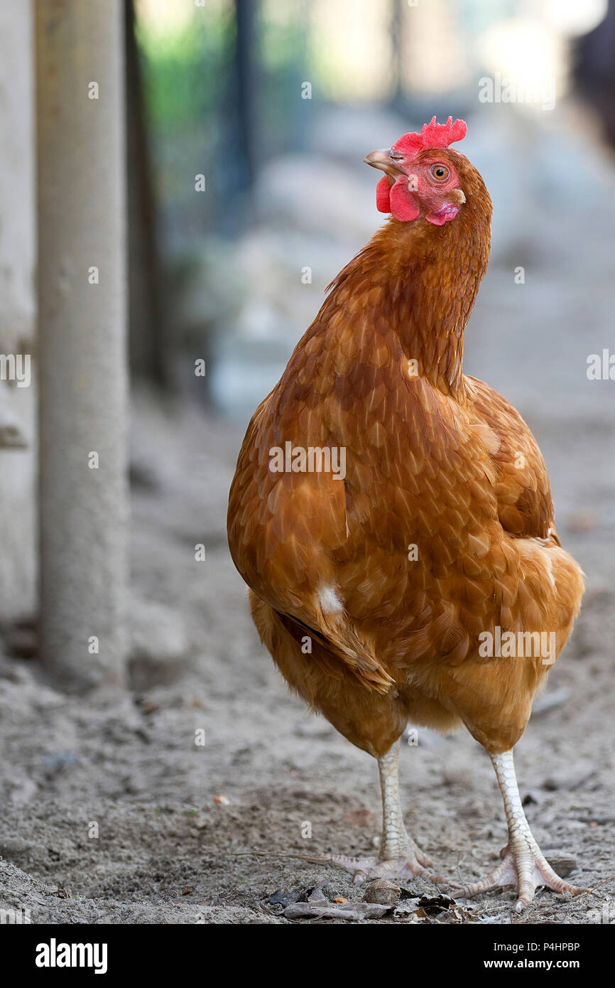 Hen in the meadow in the run Stock Photo - Alamy