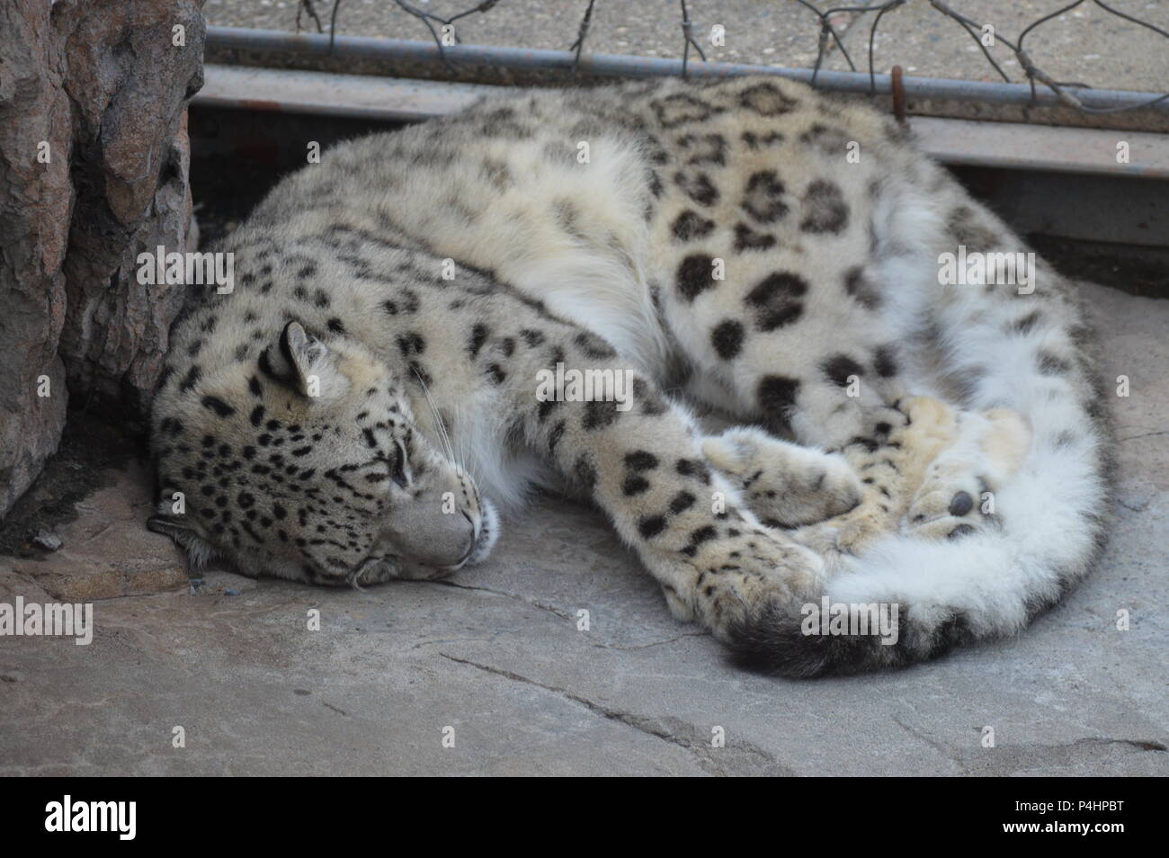 Snow leopard sleeping on the rock Stock Photo - Alamy