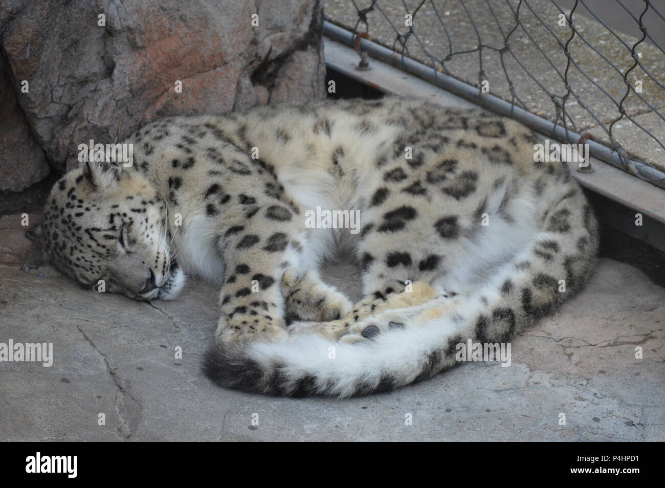 Baby Snow Leopards Sleeping