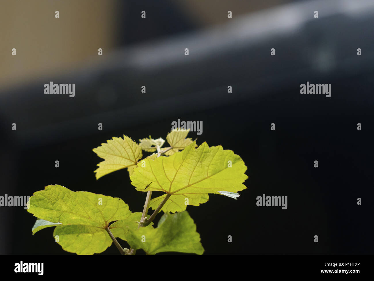 close up leave Stock Photo - Alamy