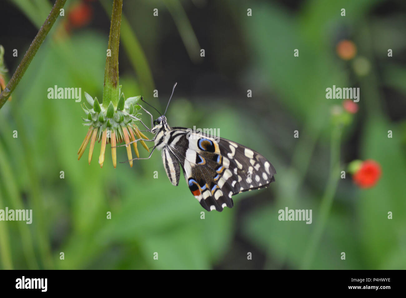 Butterfly in the gardne Stock Photo - Alamy