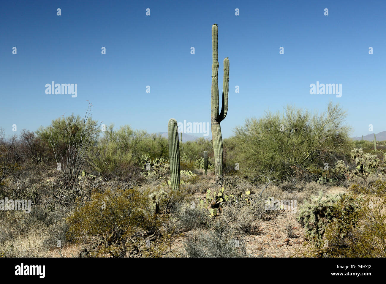 Arizona landscape desert hi-res stock photography and images - Alamy