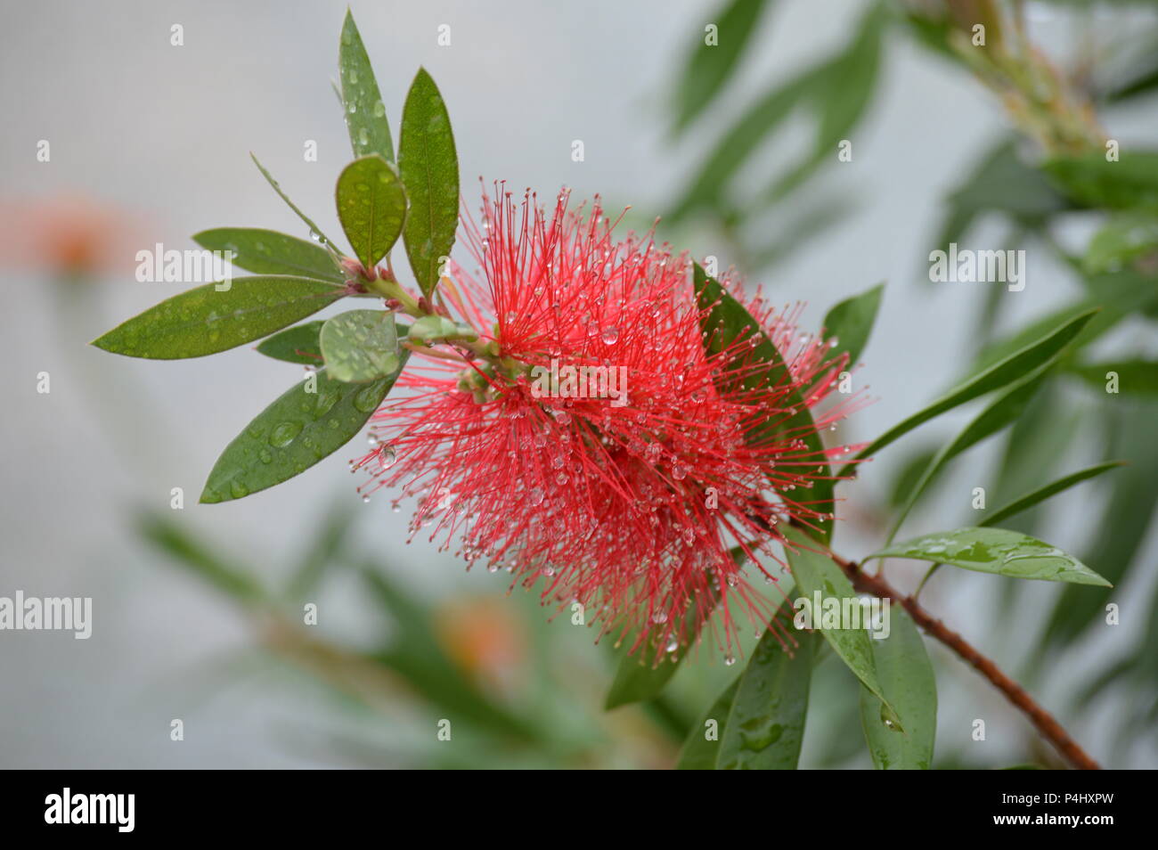 Thistle growing on a tree branch Stock Photo - Alamy
