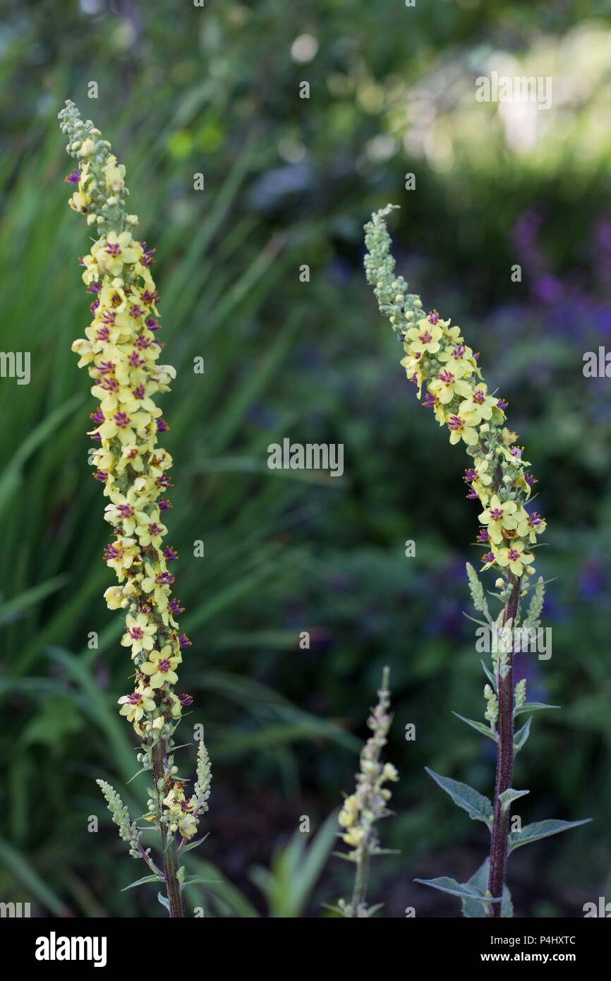 Black mullein verbascum nigrum hi-res stock photography and images - Alamy
