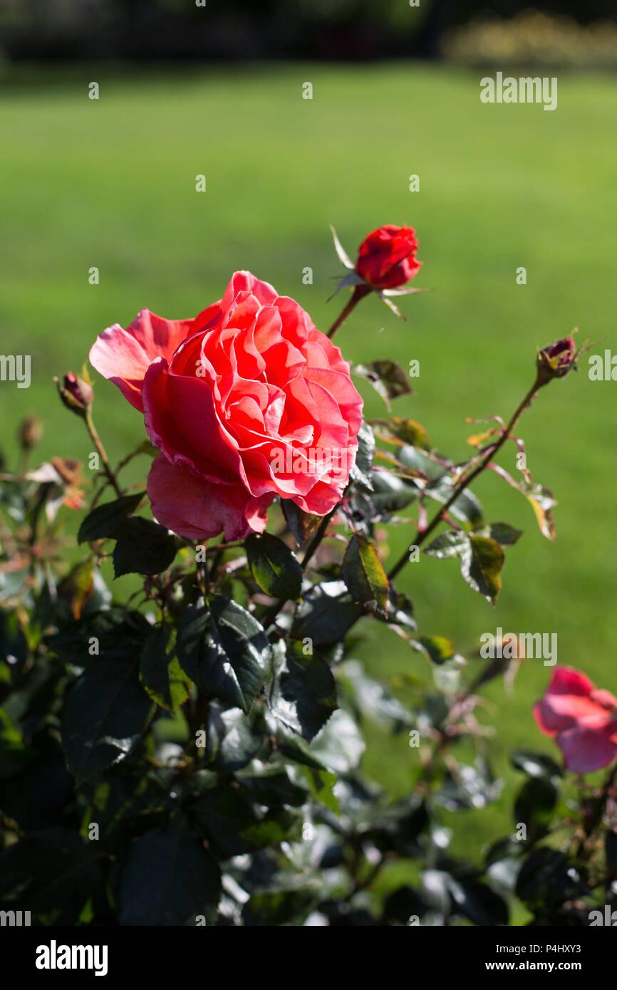 Candelabra roses at Owen Rose Garden in Eugene, Oregon, USA Stock Photo ...