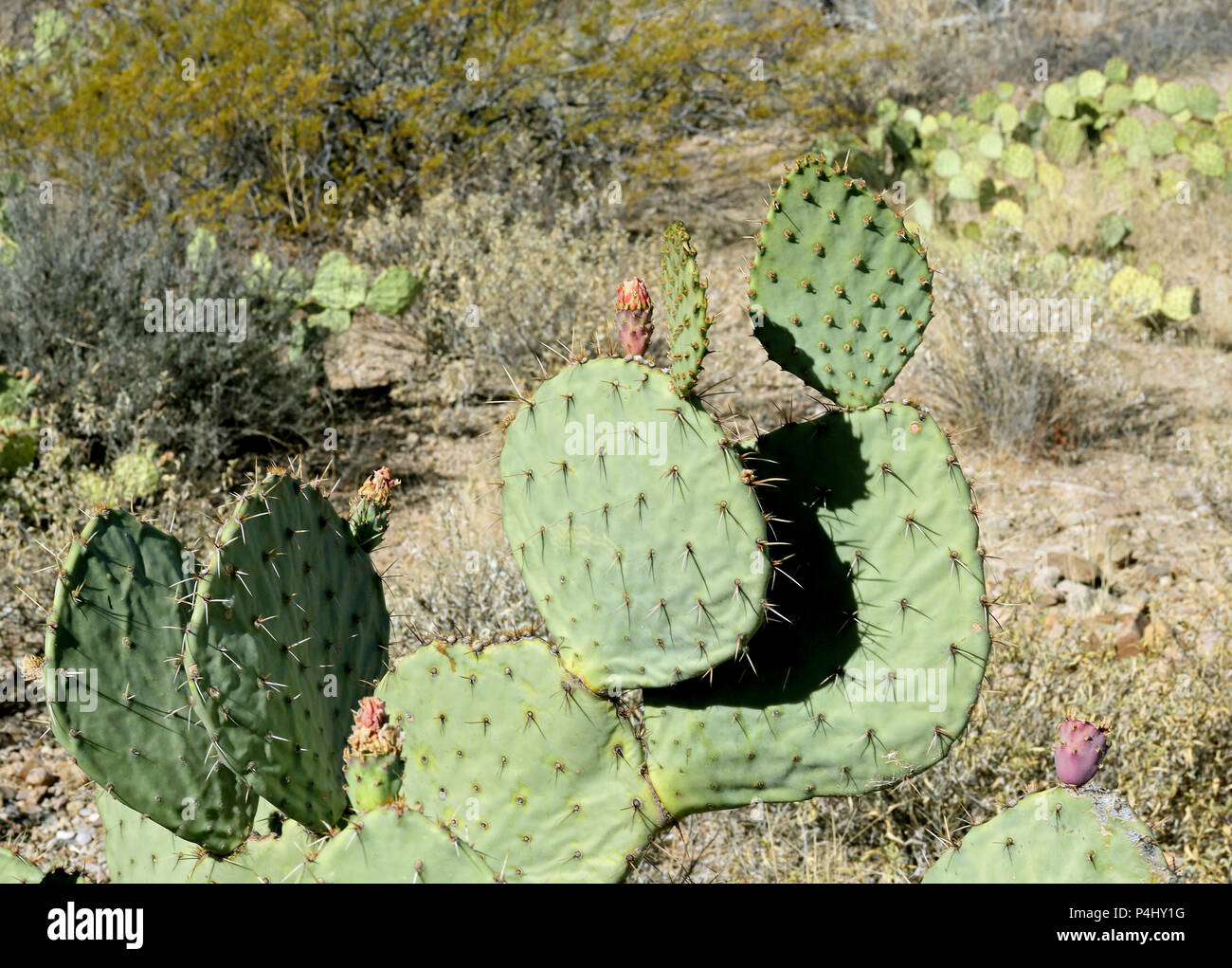 Prickly pear cactus arizona hi-res stock photography and images - Alamy