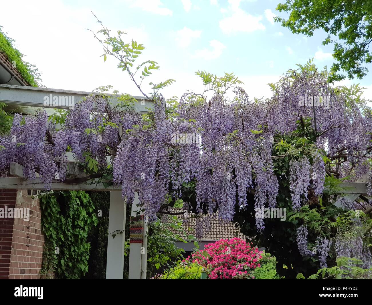beautiful hanging purple flower in a german garden Europe summer day ...
