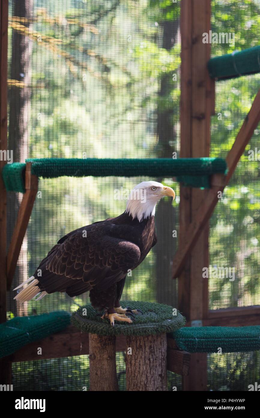 Captive Eagle High Resolution Stock Photography and Images - Alamy