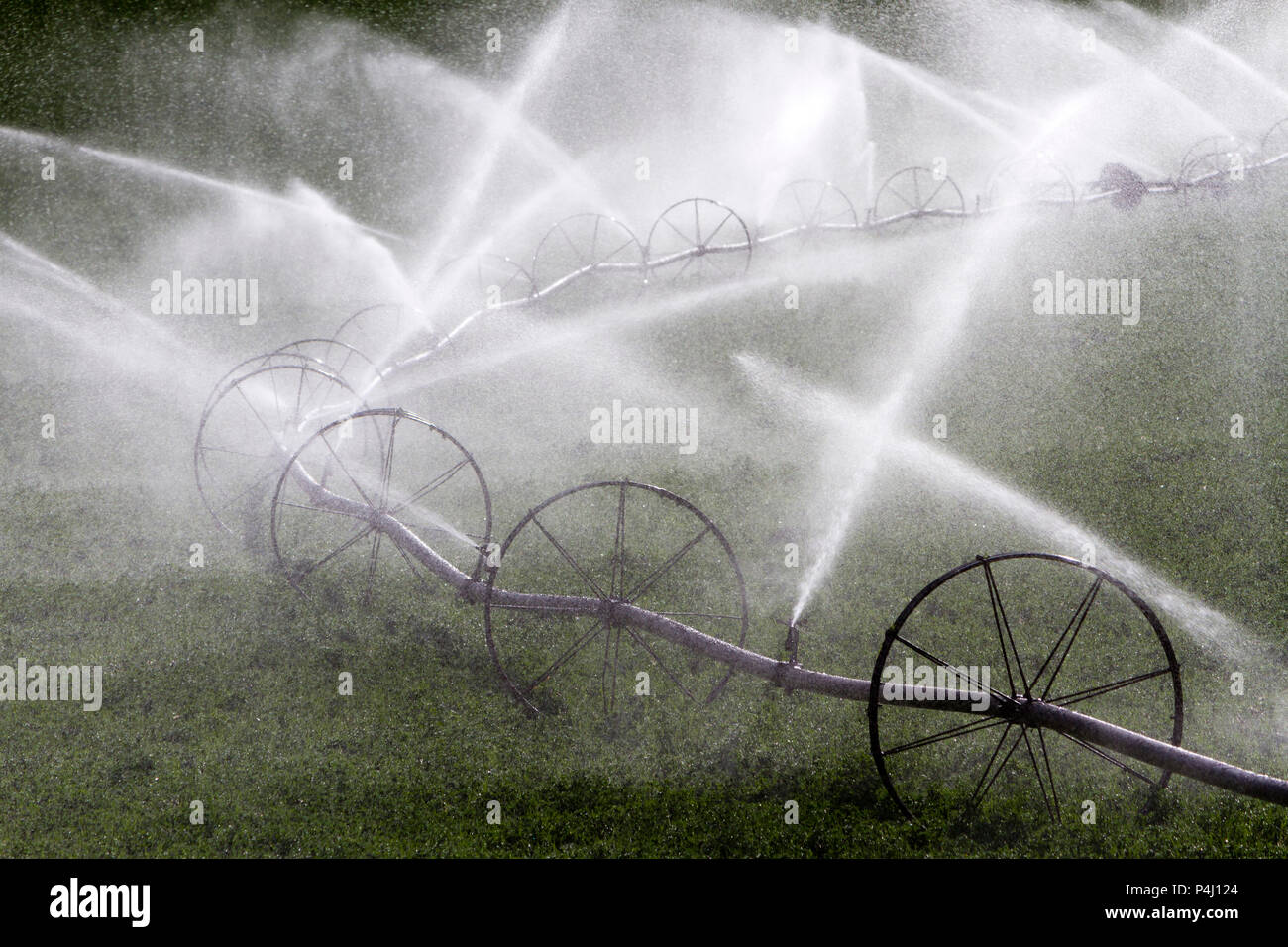Agricultural sprinkler irrigation wheel watering an alfalfa field in ...
